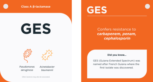 Ambler Classification system of β-lactamases | Streck