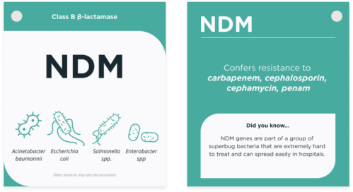 Ambler Classification system of β-lactamases | Streck