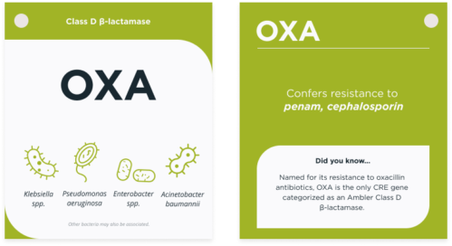 Ambler Classification system of β-lactamases | Streck