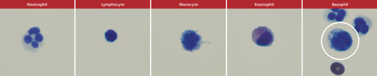 Cell-Chex Cerebrospinal & Body Fluid Control - Streck