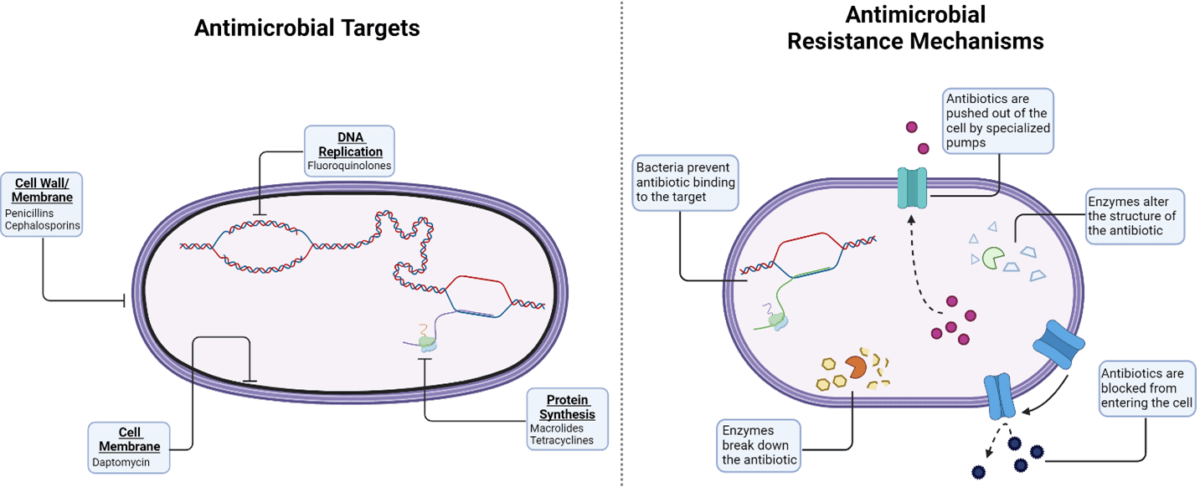 Antimicrobial Resistance: “The Silent Pandemic” - Streck